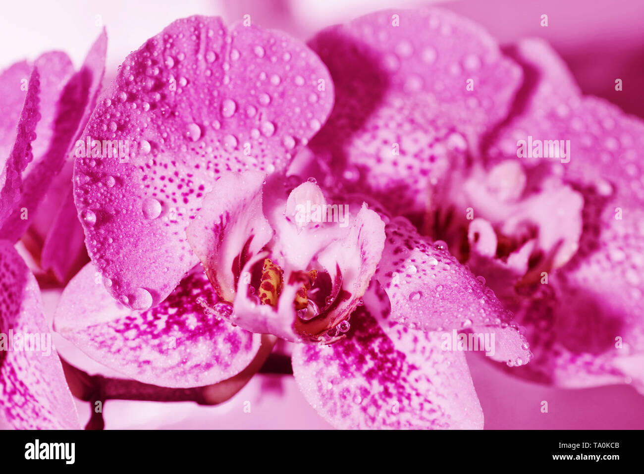 Orchid close up.Colorful macro image of an orchid, the tropical flower ...