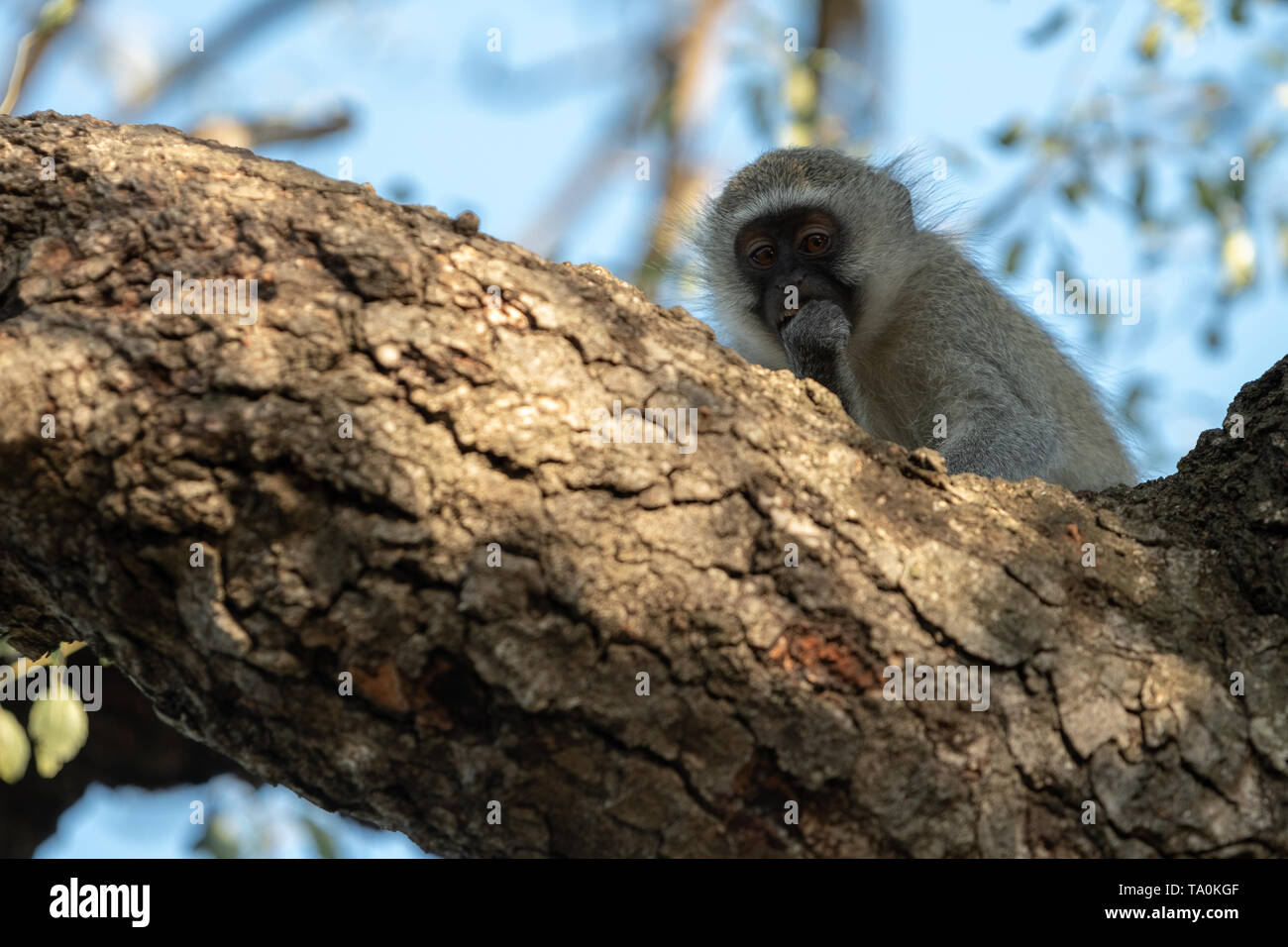 A Vervet monkey in a tree eating, Hluhluwe, South Africa Stock Photo ...