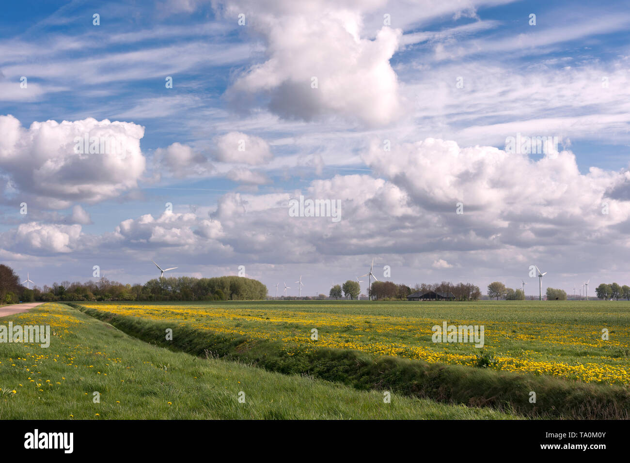 landscape with wind turbines and tulips in Flevoland in Holland Stock ...