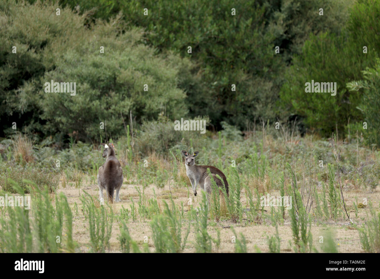 Kangaroo grazing in a pasture Stock Photo - Alamy