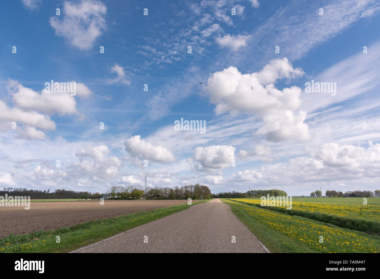 landscape with wind turbines and tulips in Flevoland in Holland Stock ...