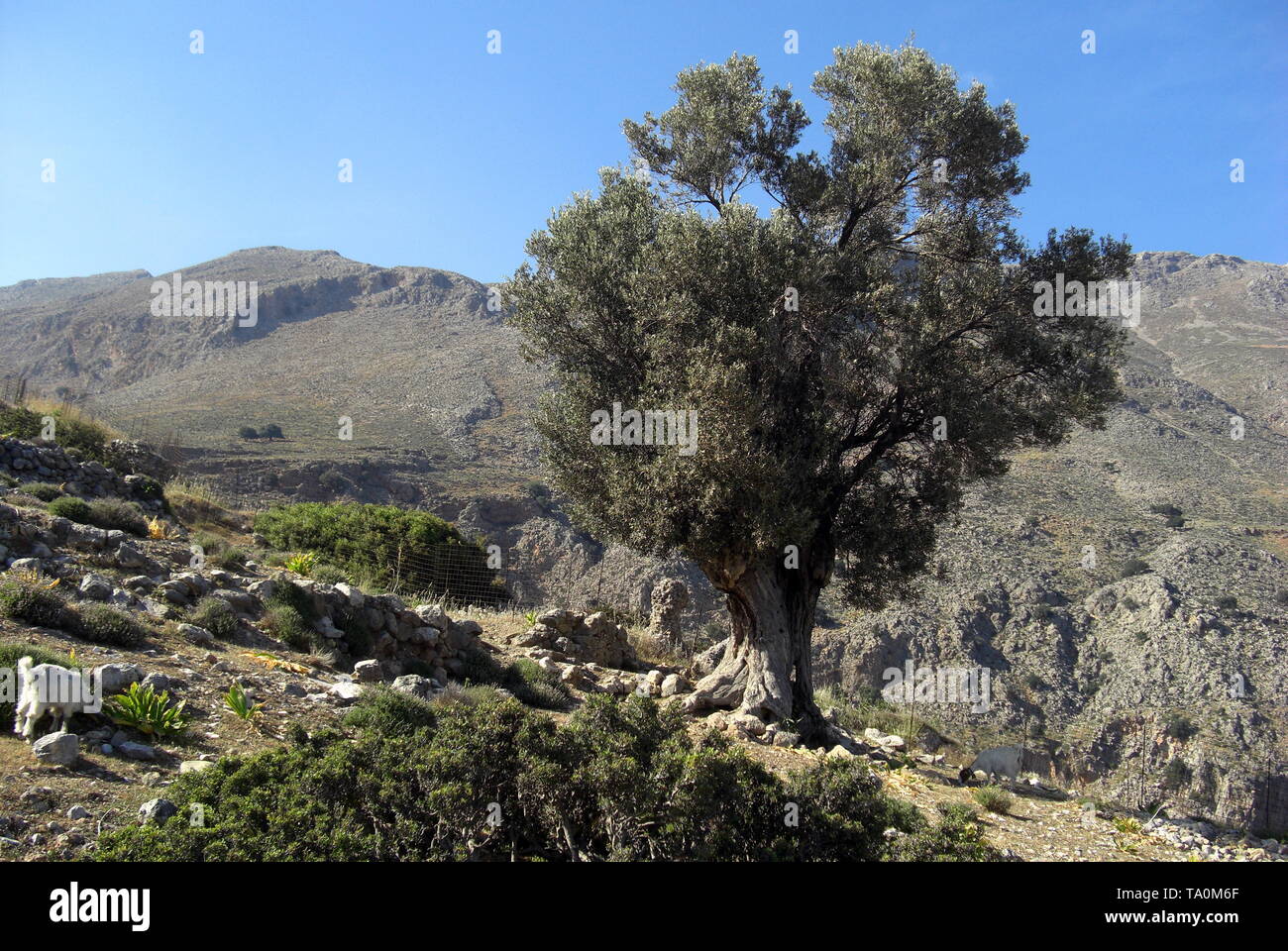 A scene from the island Crete in Greece in summertime Stock Photo - Alamy