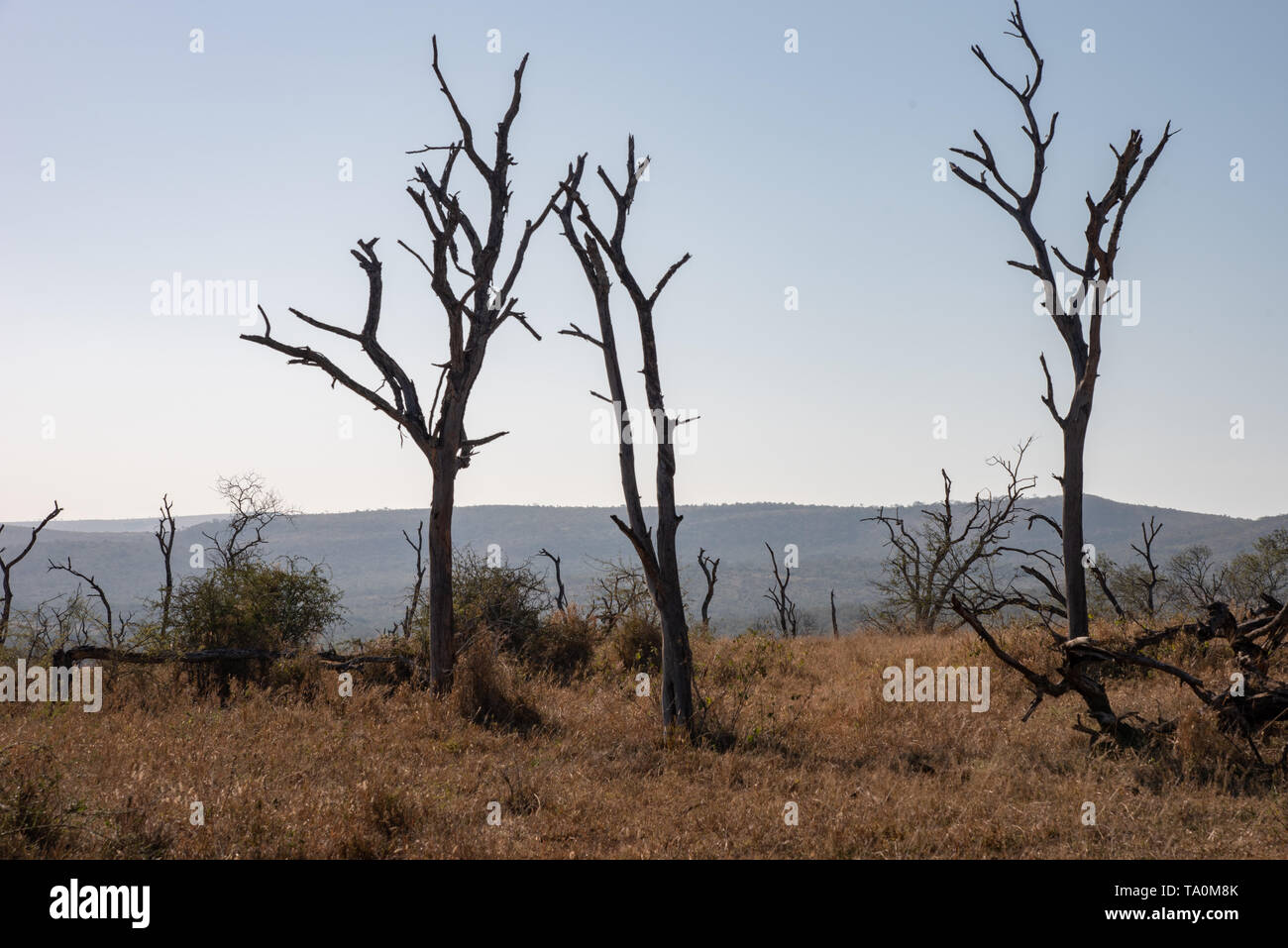 Skeleton of a dead tree hi-res stock photography and images - Alamy