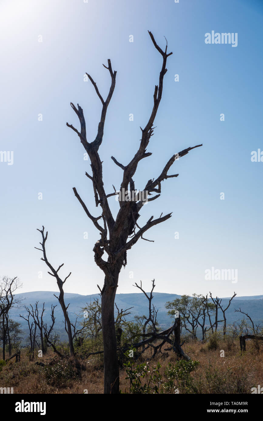 Skeleton of a dead tree hi-res stock photography and images - Alamy
