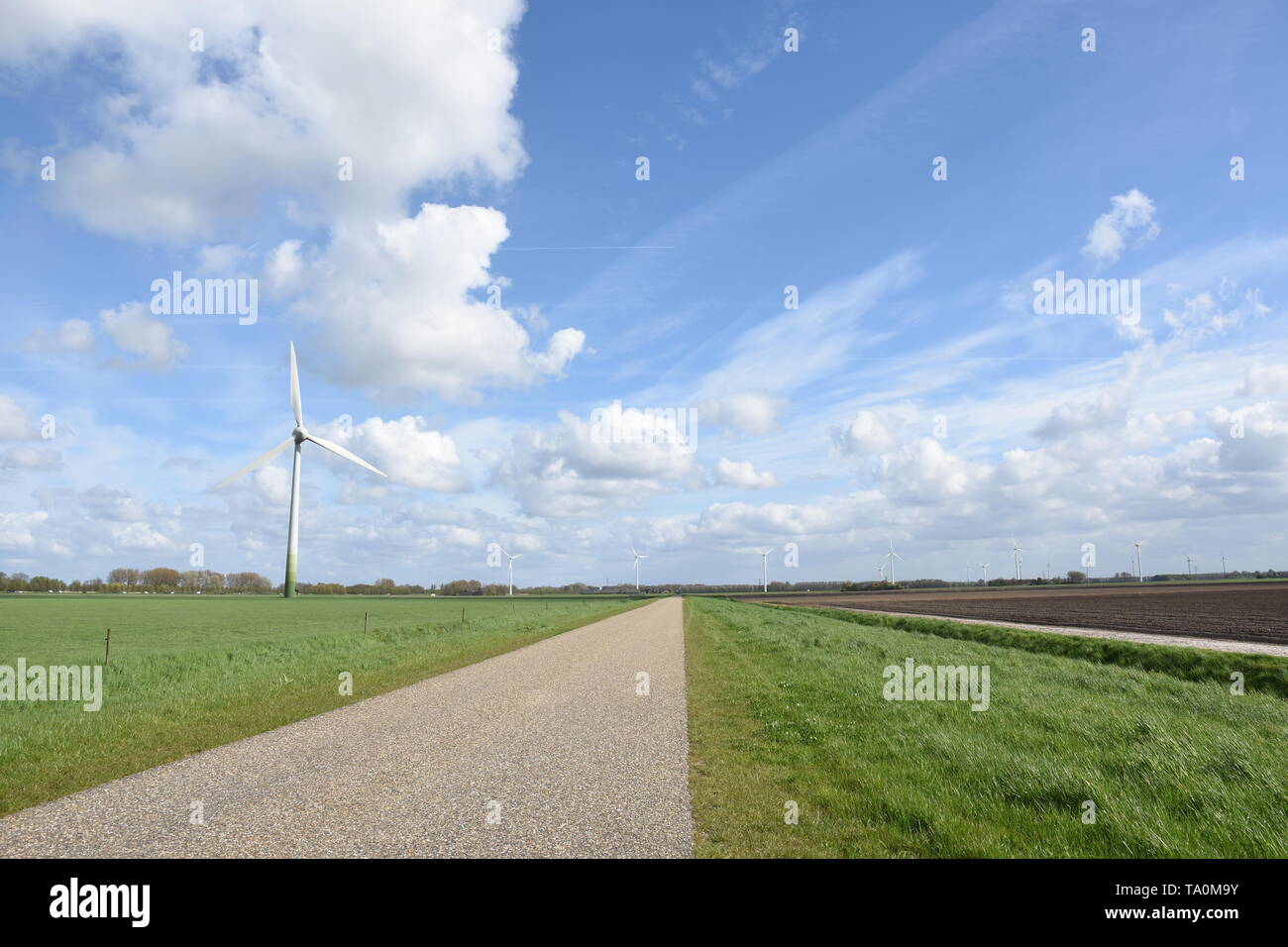 landscape with wind turbines and tulips in Flevoland in Holland Stock ...