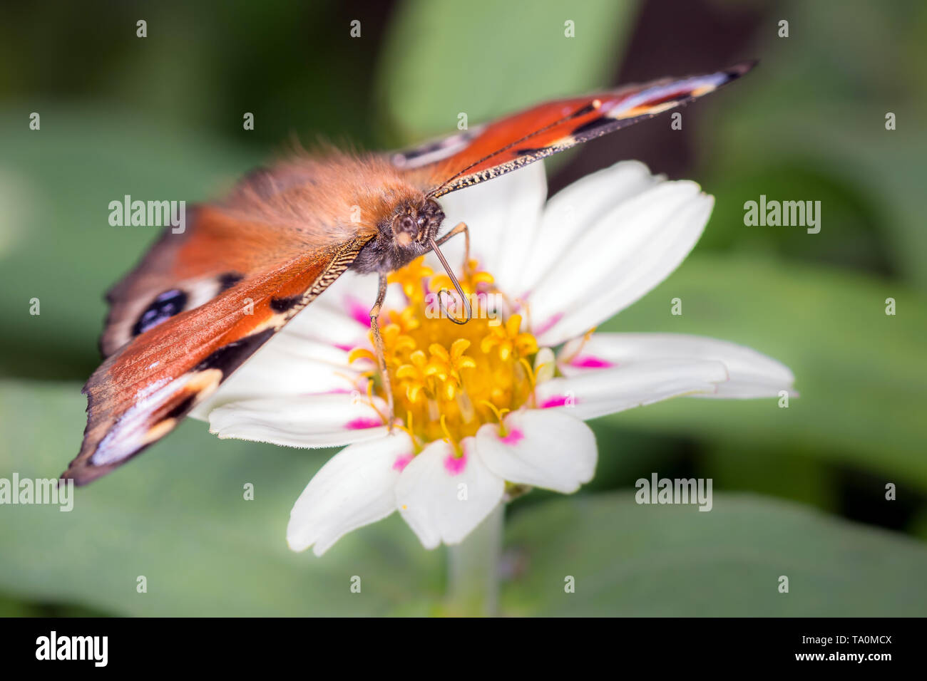 Dying butterfly hi-res stock photography and images - Alamy