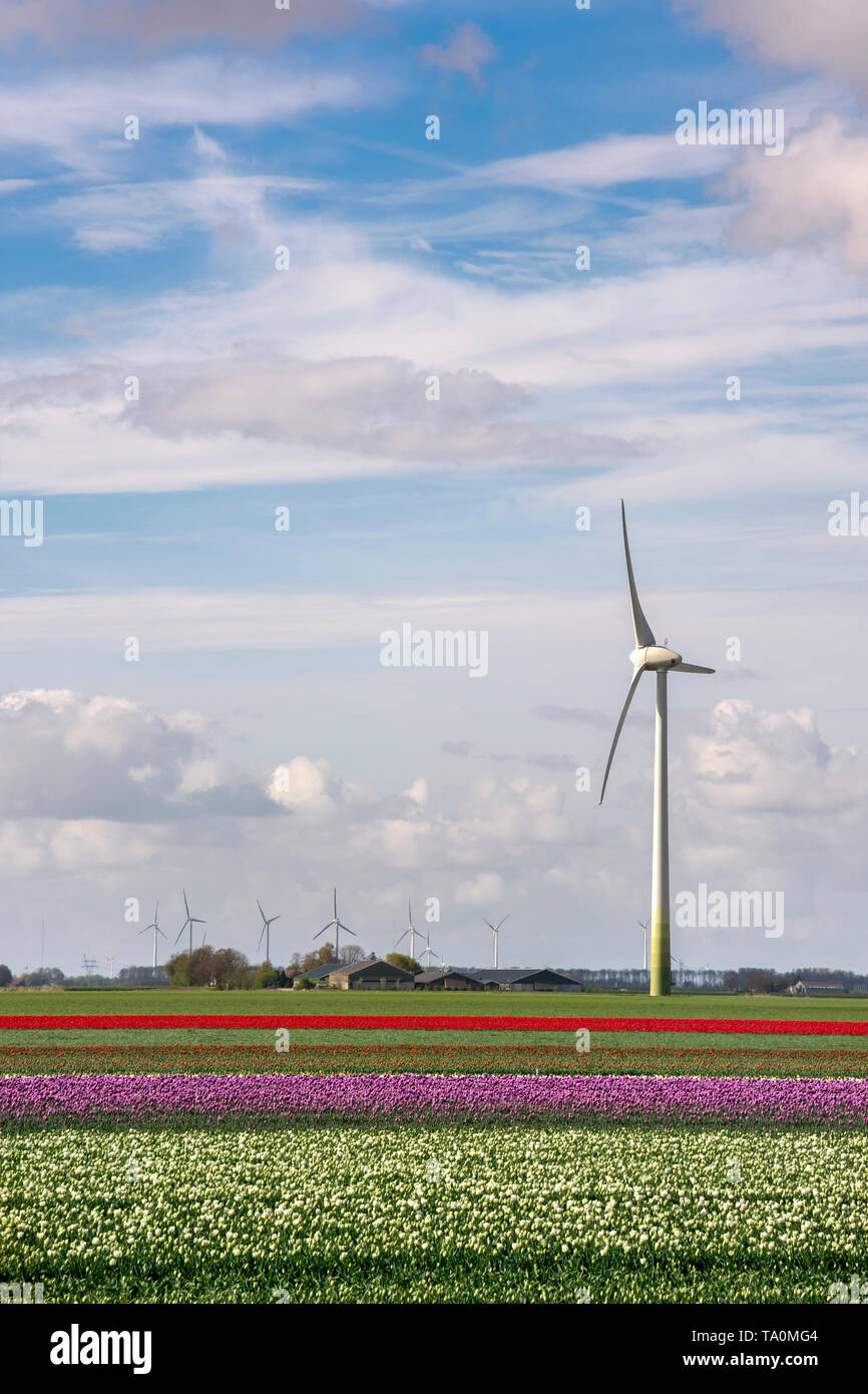 landscape with wind turbines and tulips in Flevoland in Holland Stock ...