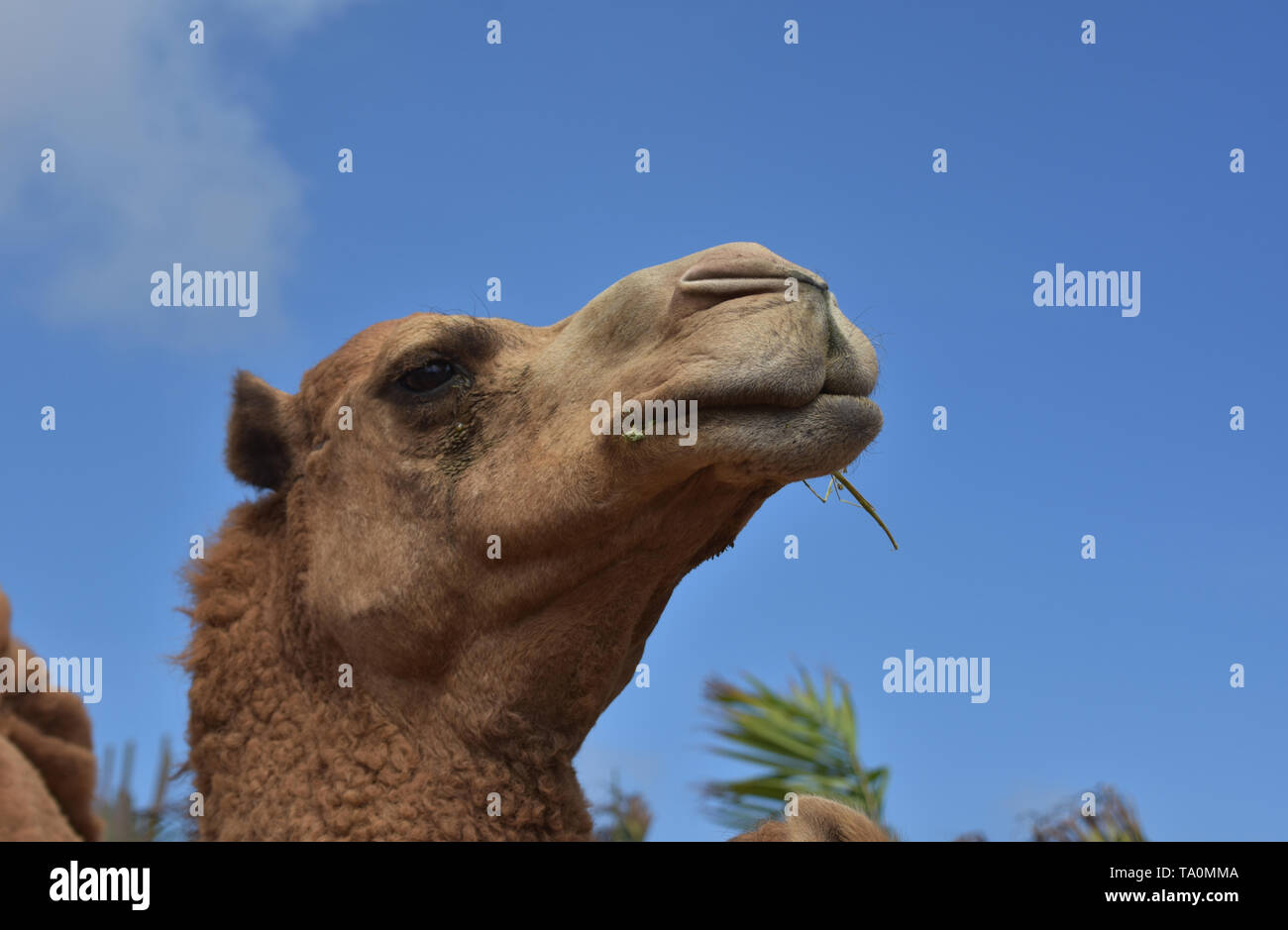 Shaggy Camel High Resolution Stock Photography and Images - Alamy