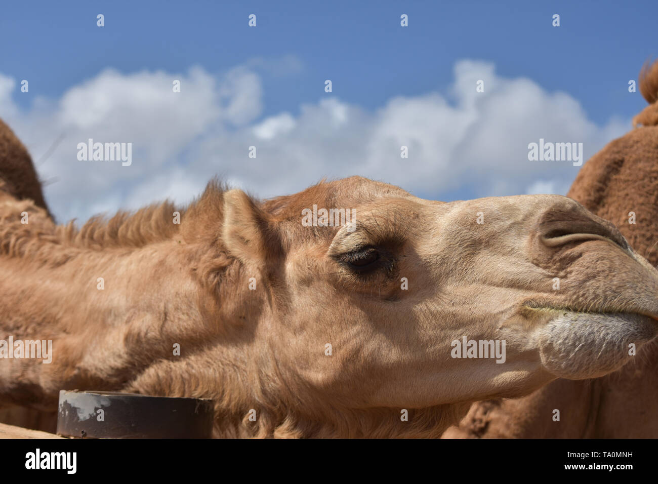 Pair of cuddling camels up close and personal Stock Photo - Alamy