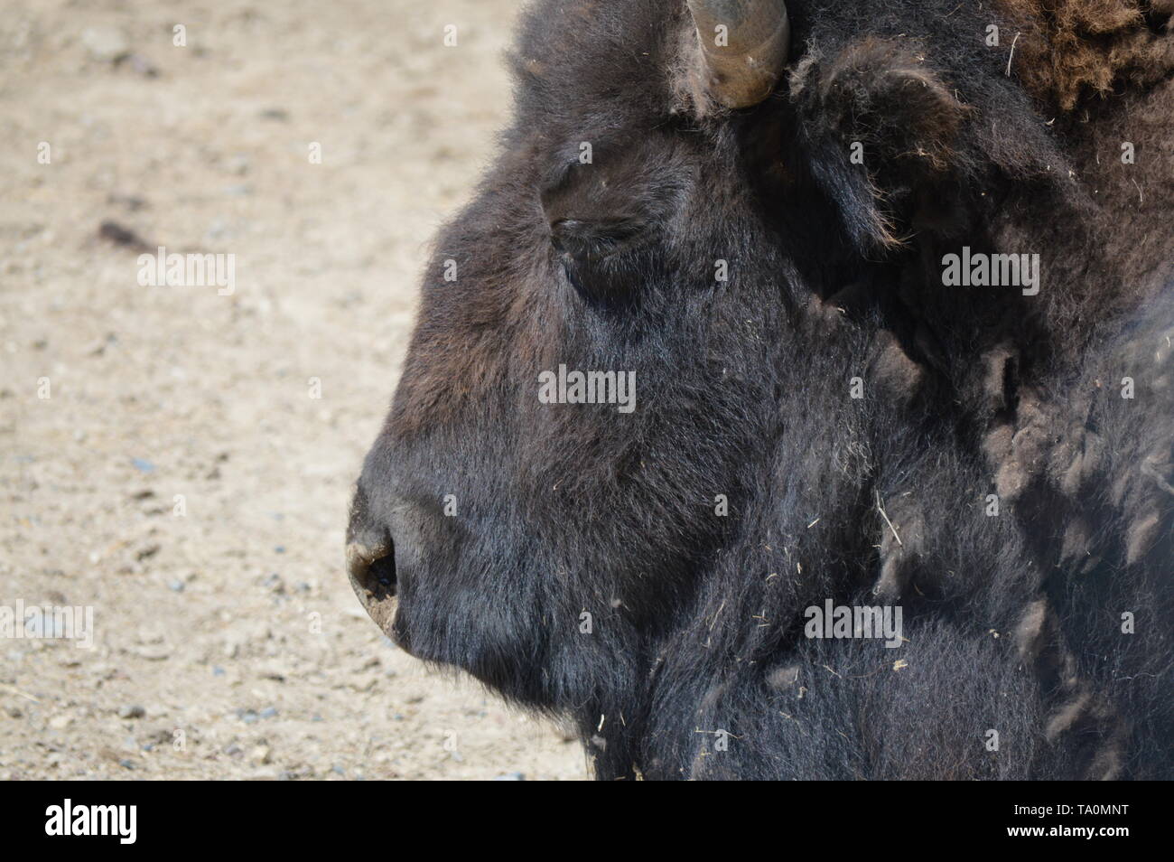 Bison eyes hi-res stock photography and images - Alamy