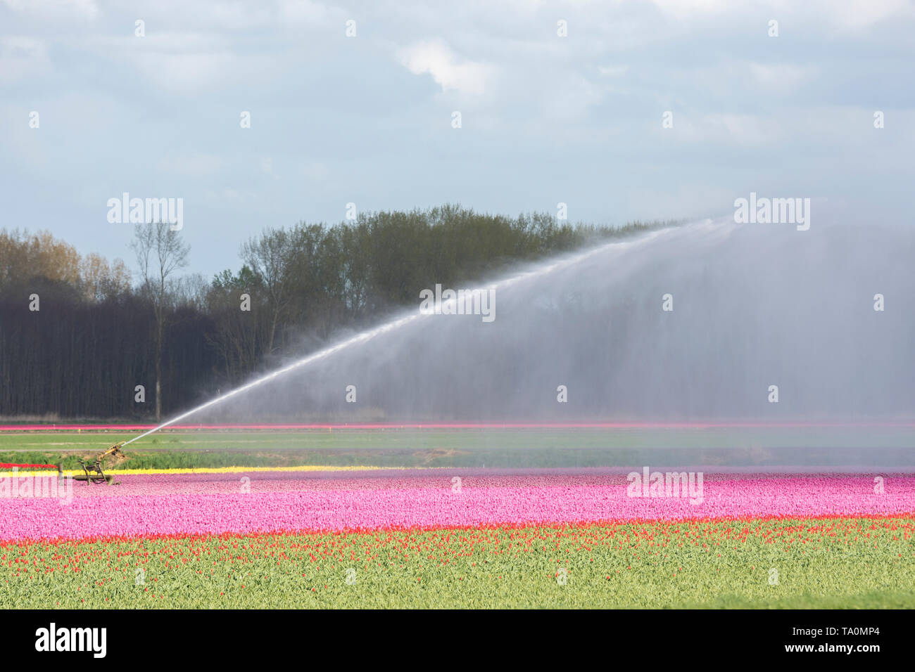 landscape with wind turbines and tulips in Flevoland in Holland Stock ...