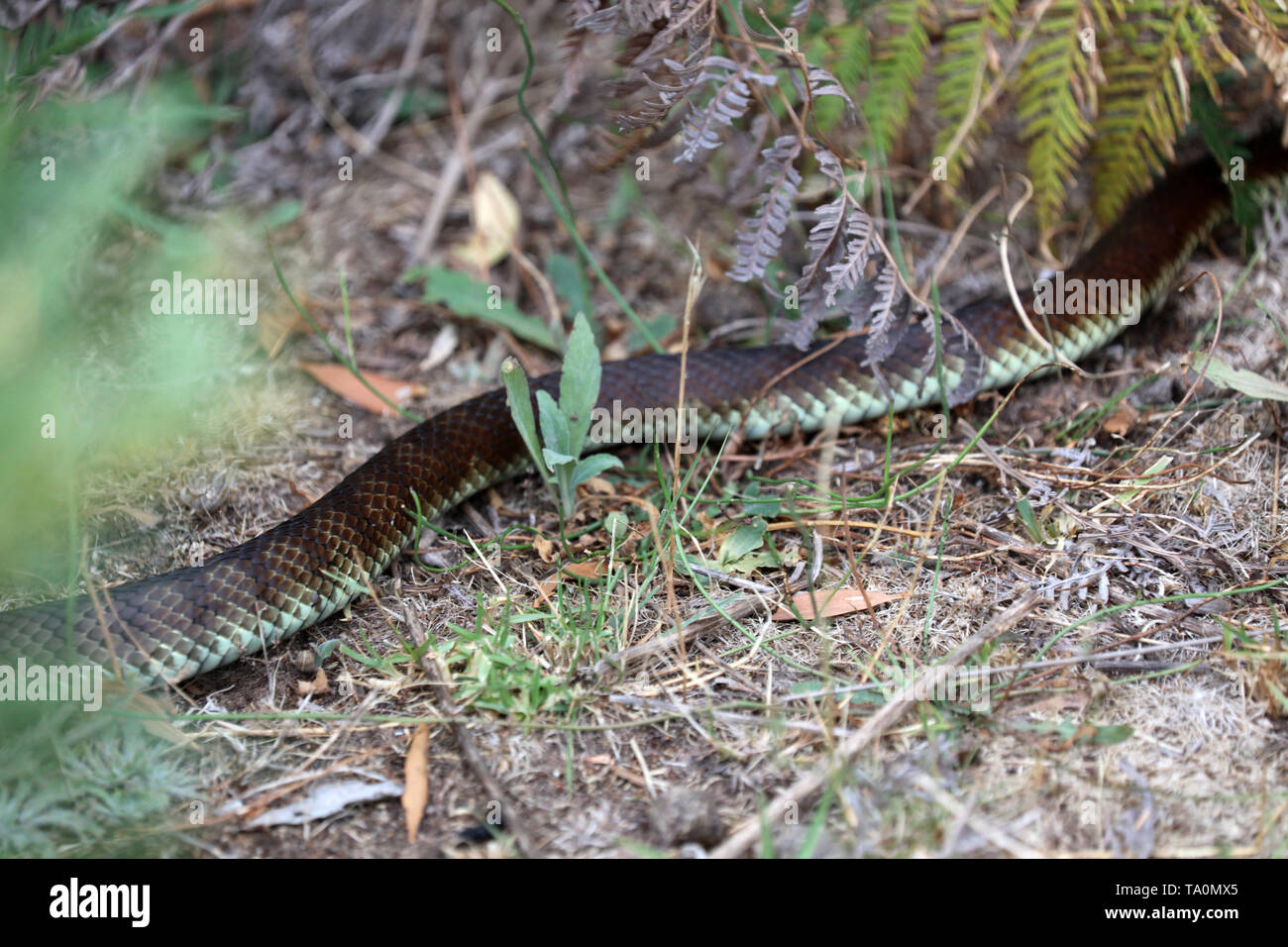 Australia sand snake hi-res stock photography and images - Alamy
