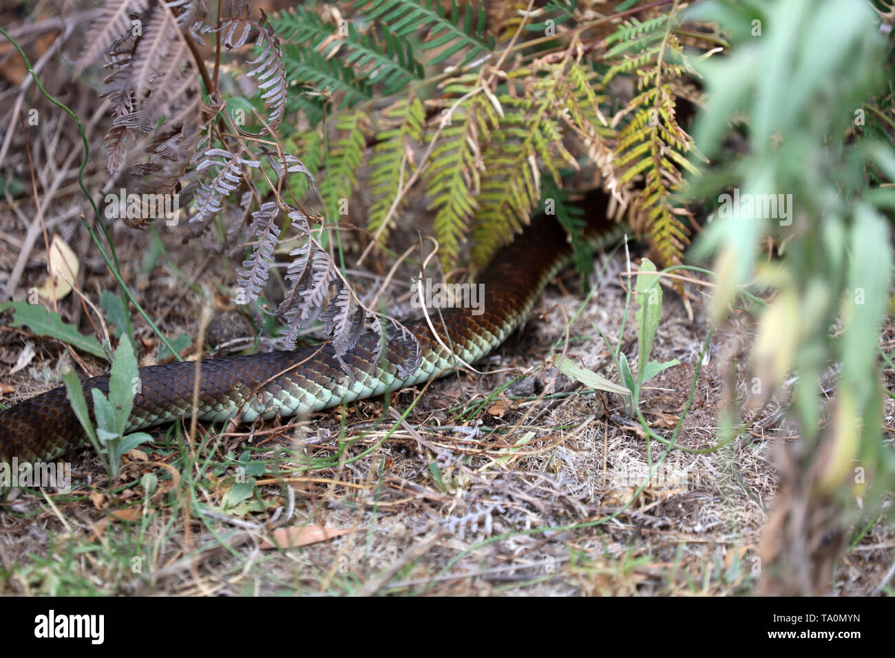 Snake in Australia on the beach Stock Photo - Alamy