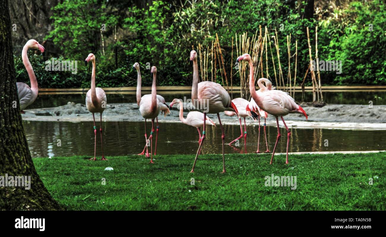 An edited version of a snapshot of life on earth Stock Photo - Alamy
