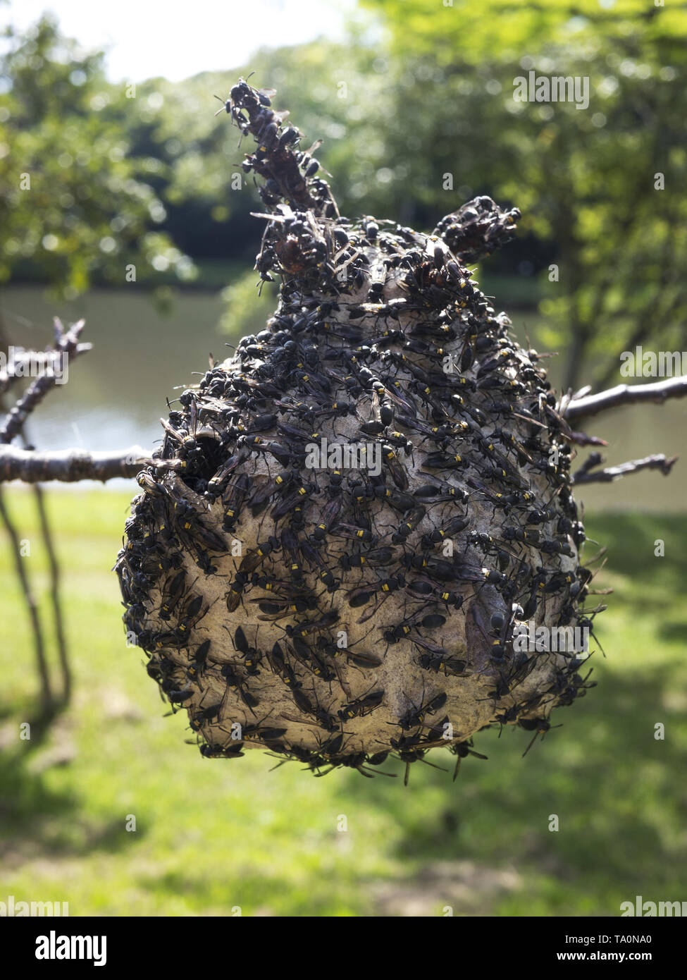 Wasps nets hi-res stock photography and images - Alamy