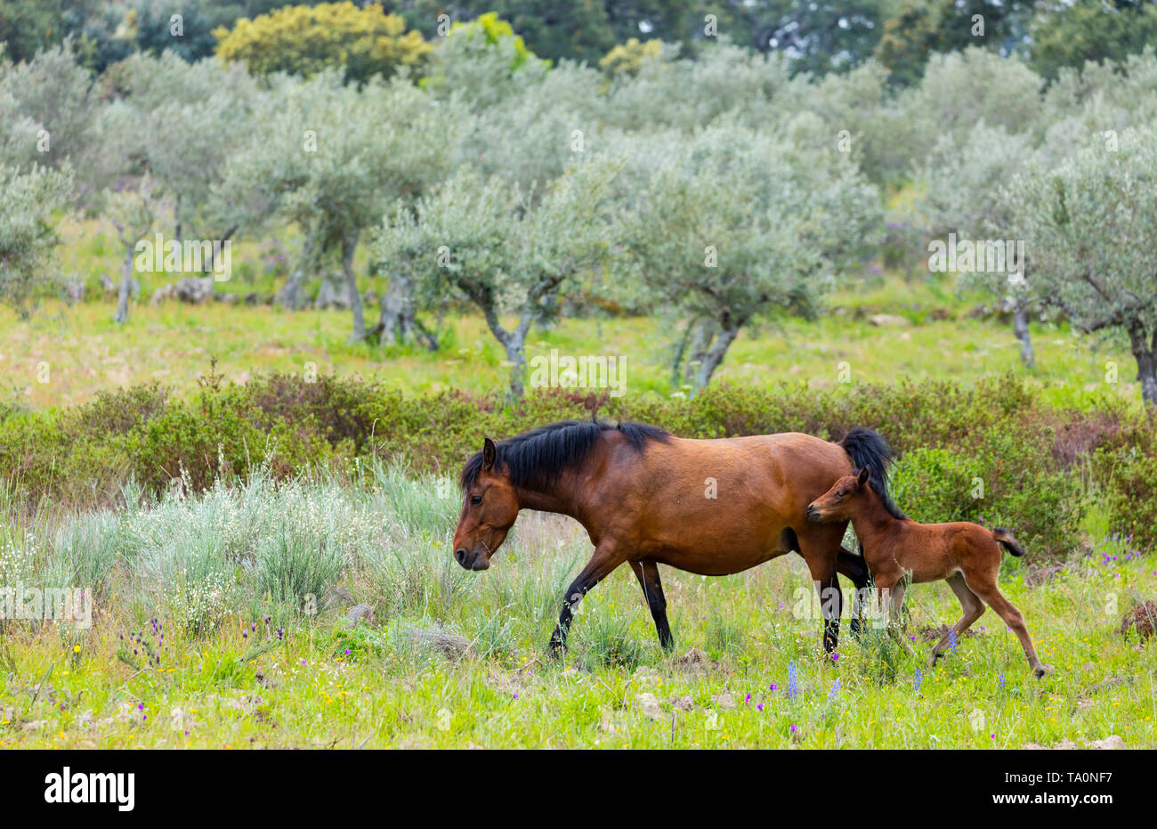 Garrano hi-res stock photography and images - Alamy
