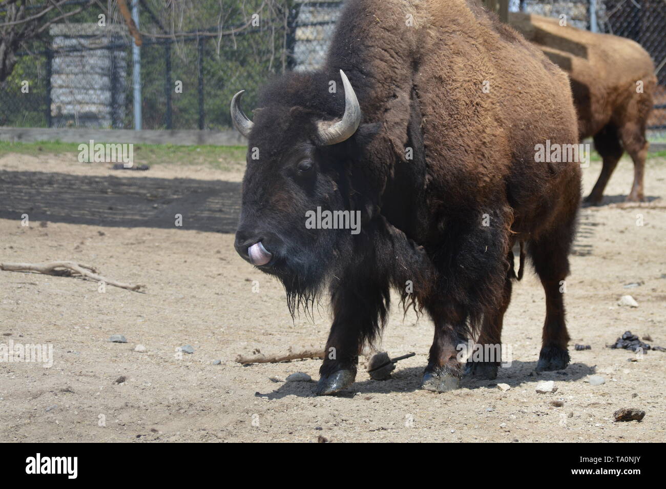 Bison in the outdoors Stock Photo - Alamy