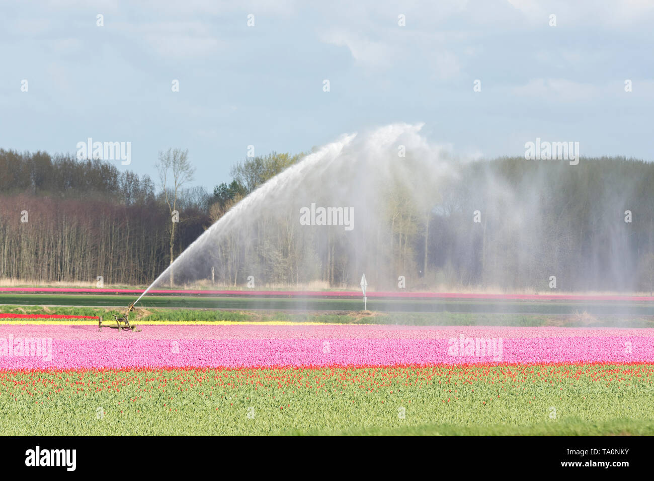 landscape with wind turbines and tulips in Flevoland in Holland Stock ...