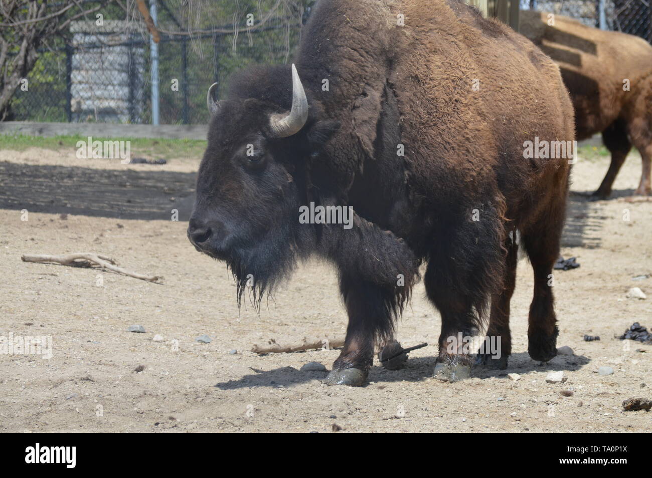 Bison in the outdoors Stock Photo - Alamy