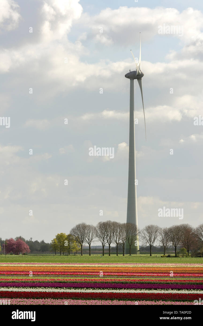 landscape with wind turbines and tulips in Flevoland in Holland Stock ...