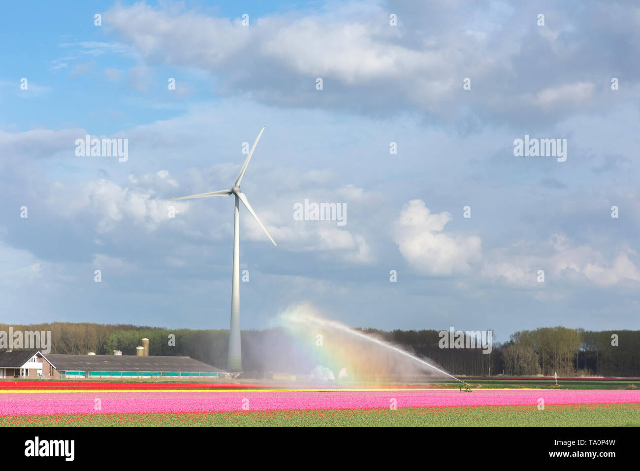 landscape with wind turbines and tulips in Flevoland in Holland Stock ...