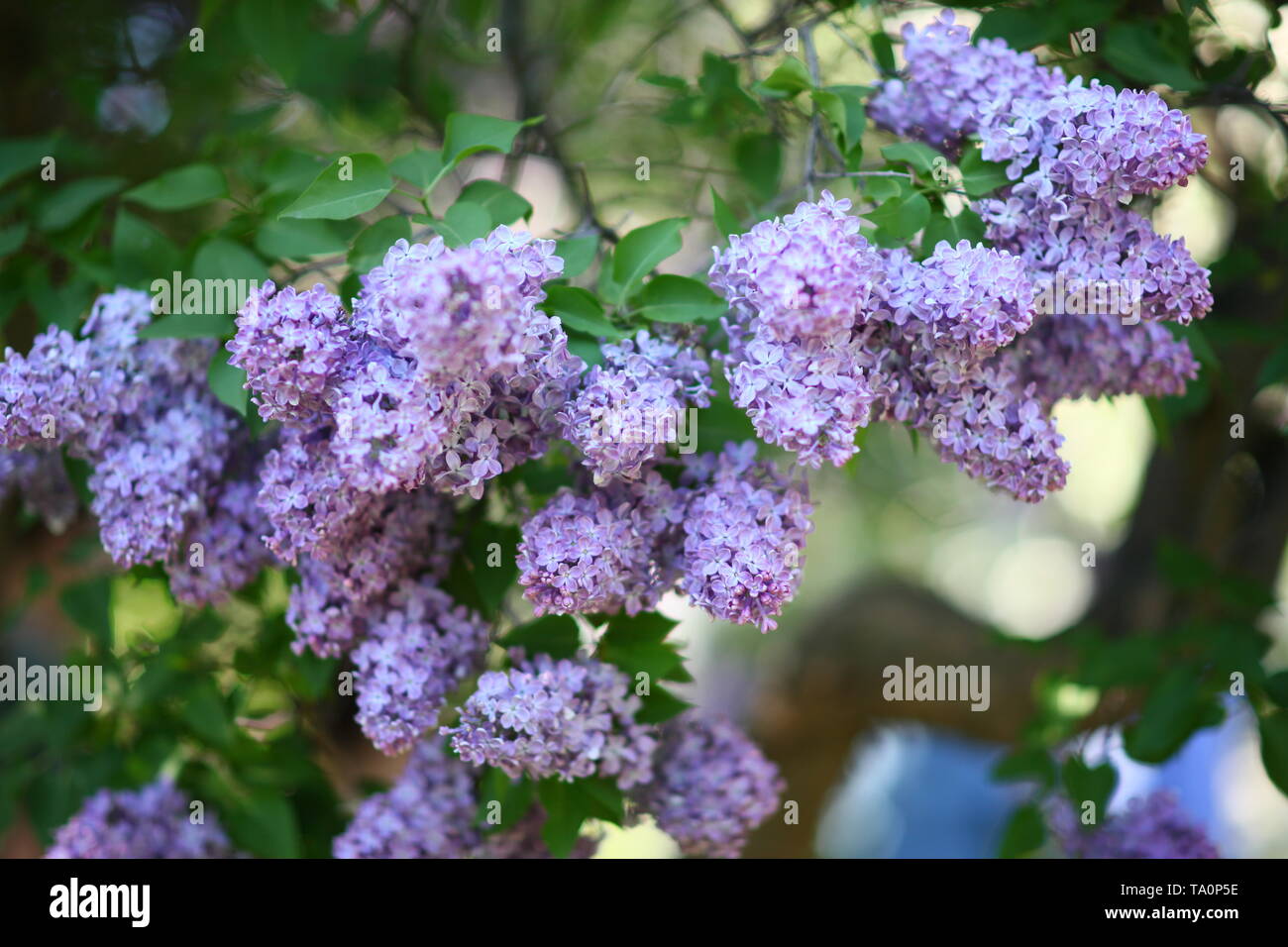 Double flowered lilac hi-res stock photography and images - Alamy