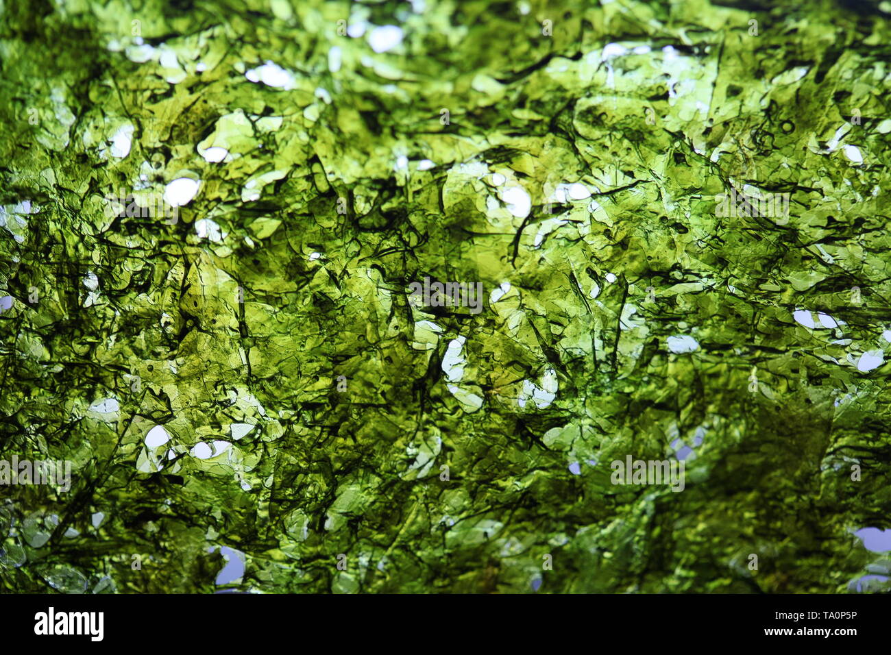 dried nori seaweed laminaria sheet illuminated texture Stock Photo - Alamy
