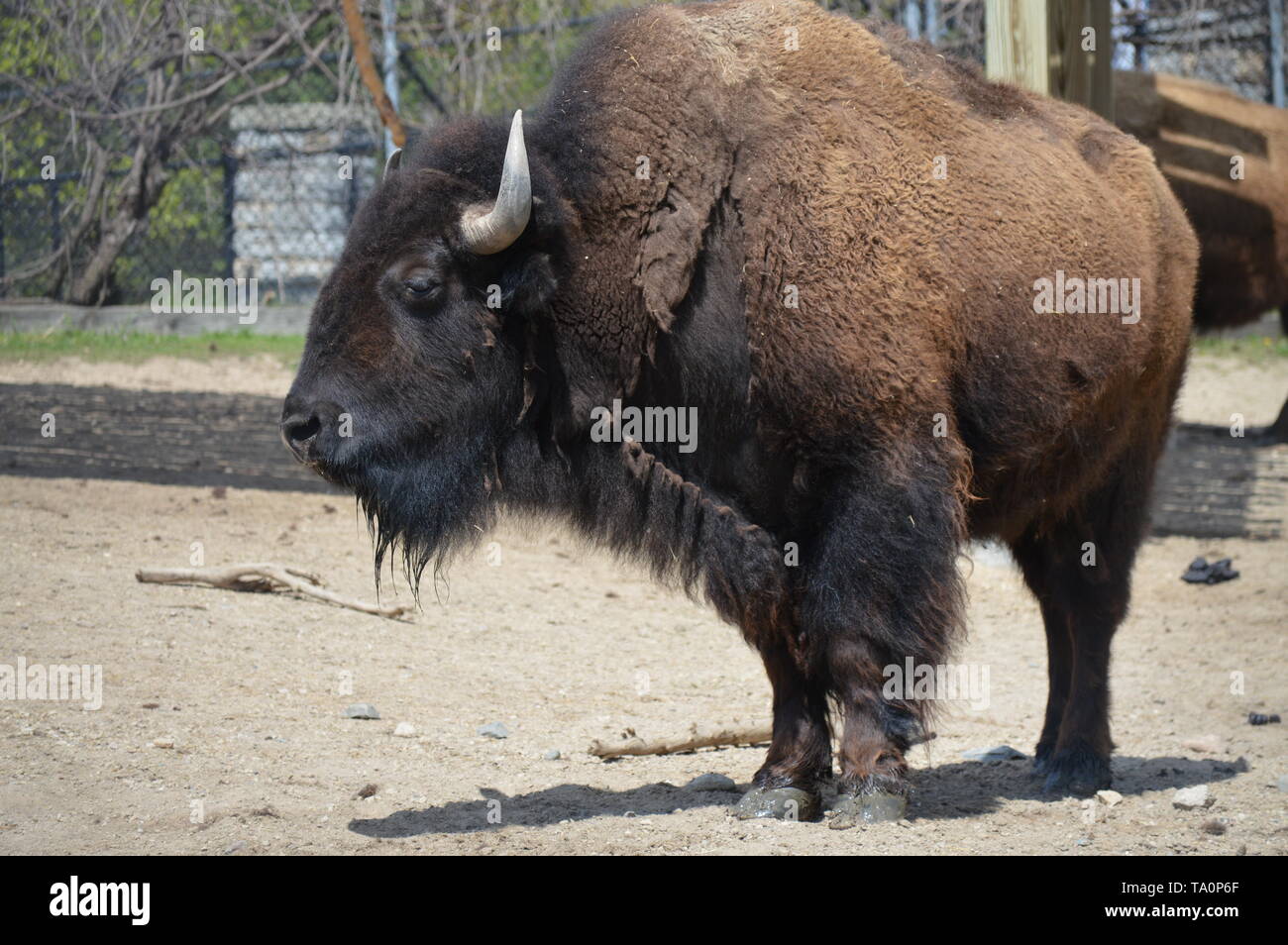 Bison in the outdoors Stock Photo - Alamy