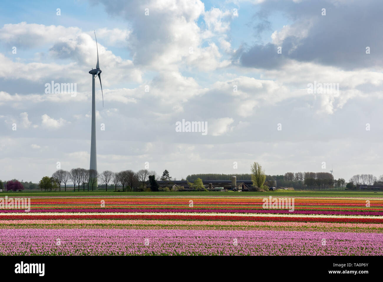 landscape with wind turbines and tulips in Flevoland in Holland Stock ...