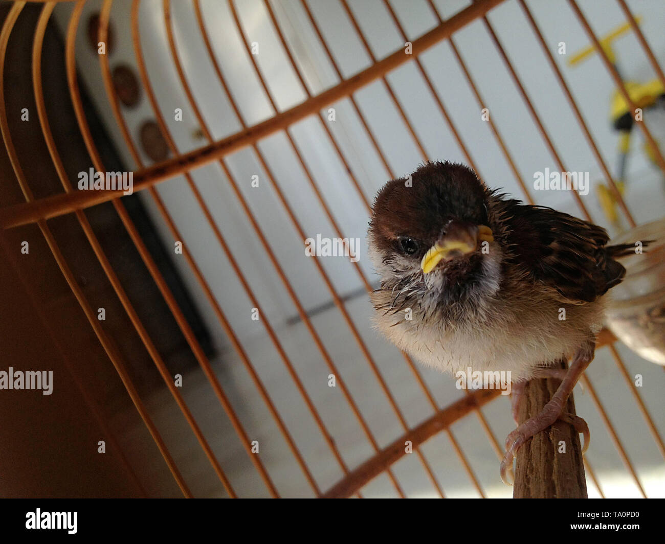 Cute young baby bird sitting in a cage of a home Stock Photo - Alamy