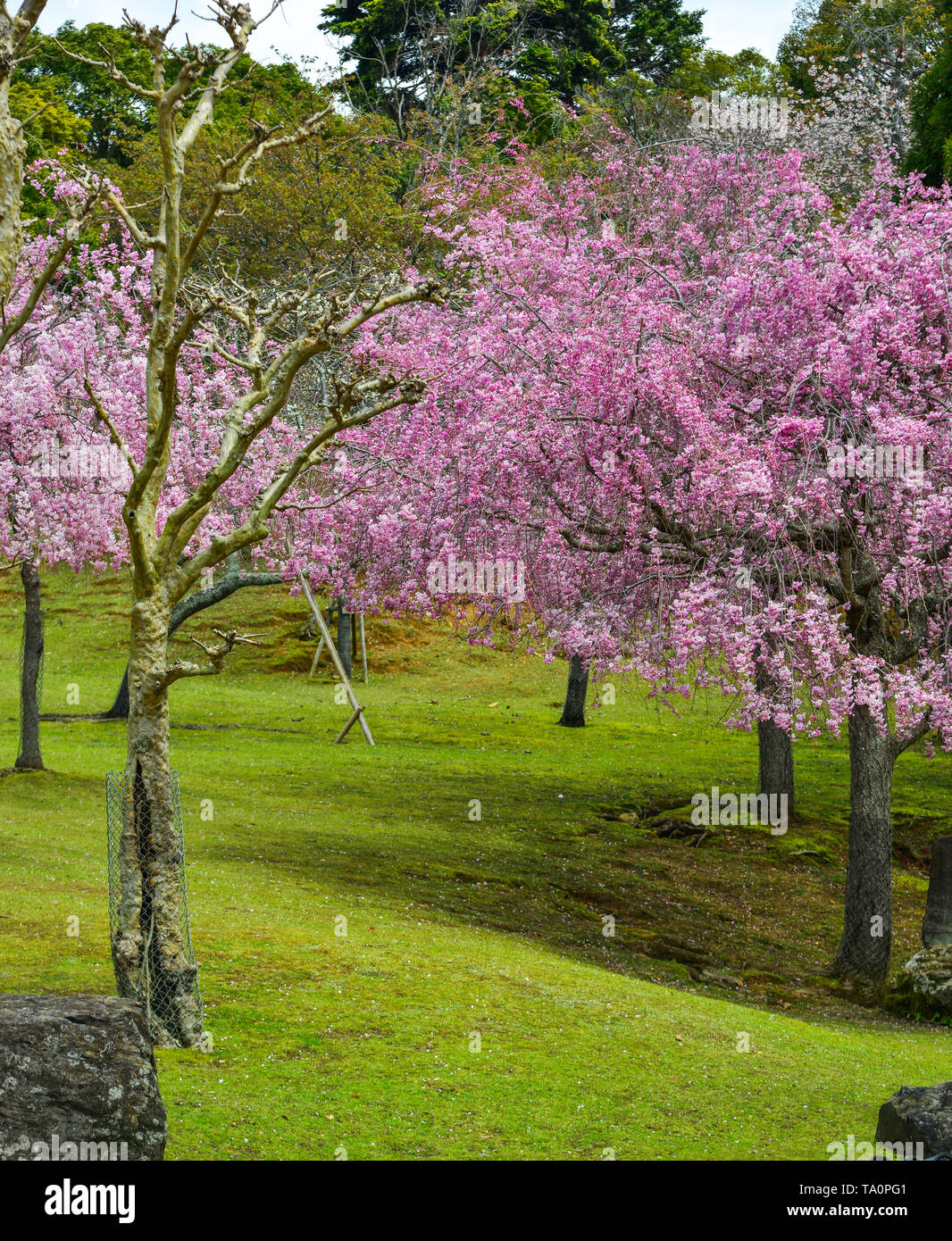 Cherry trees and flowers in Nara Park, Japan. Nara is a very popular ...