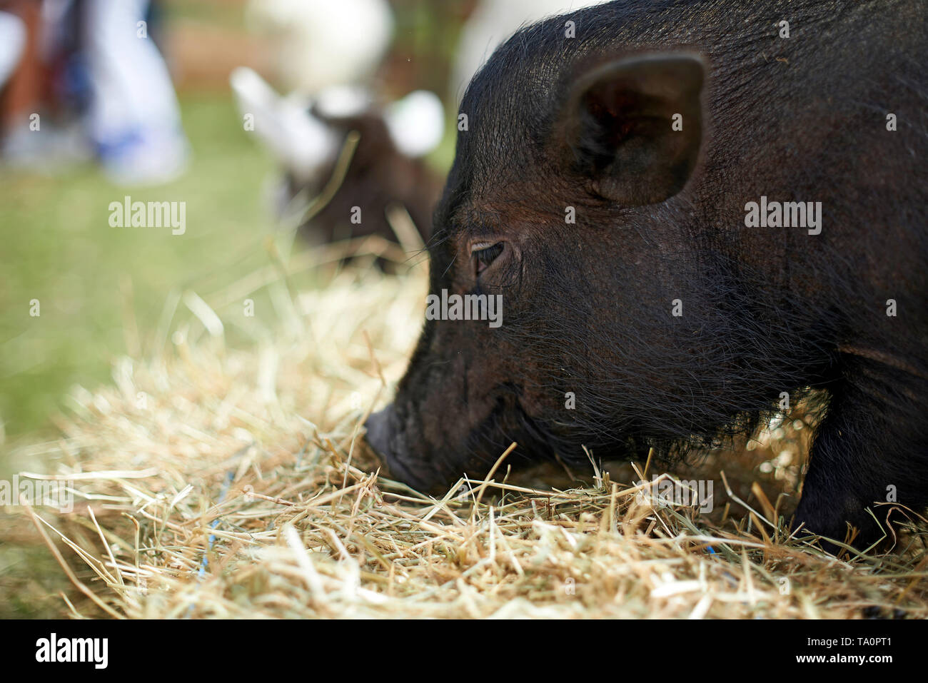 Pig rolling in mud hi-res stock photography and images - Alamy
