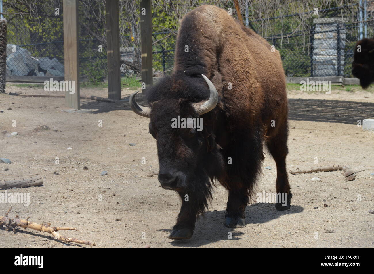 Bison in the outdoors Stock Photo - Alamy
