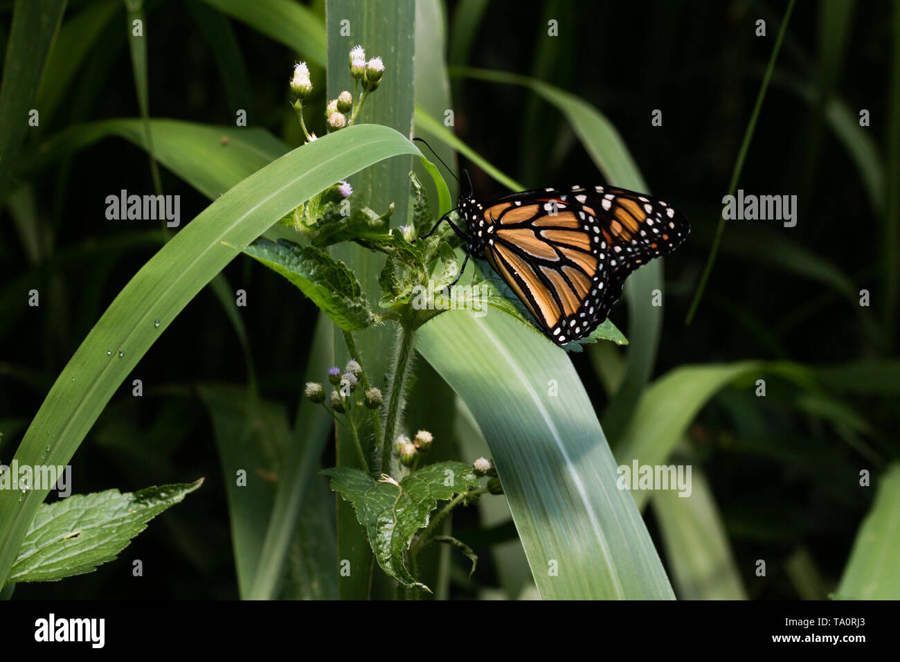 Monarch butterfly, Danaus plexippus Stock Photo - Alamy