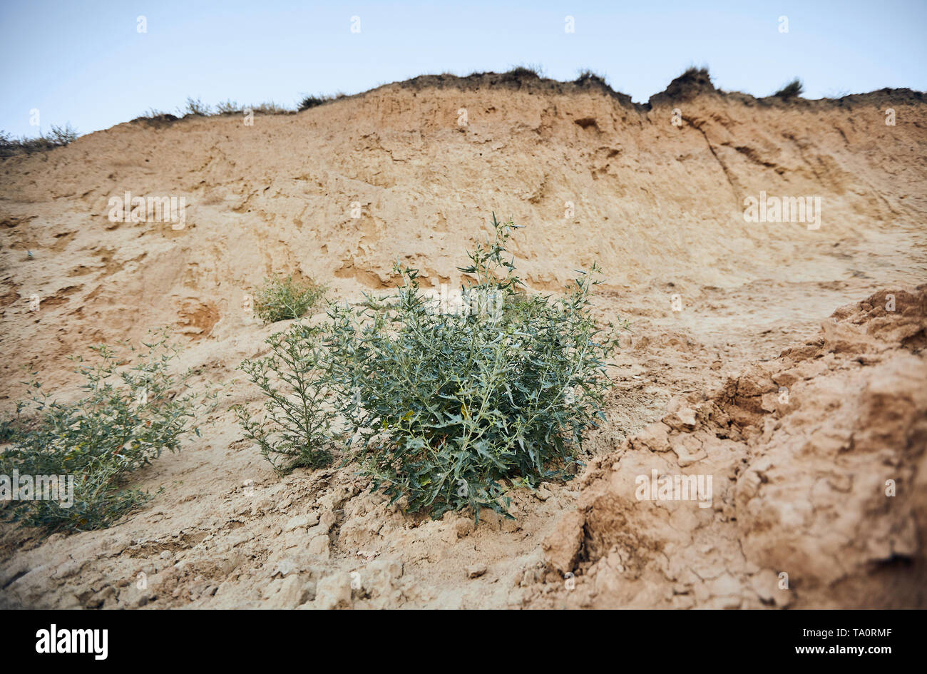 Beautiful green bush in the middle of a textured yellow sand dune Stock ...