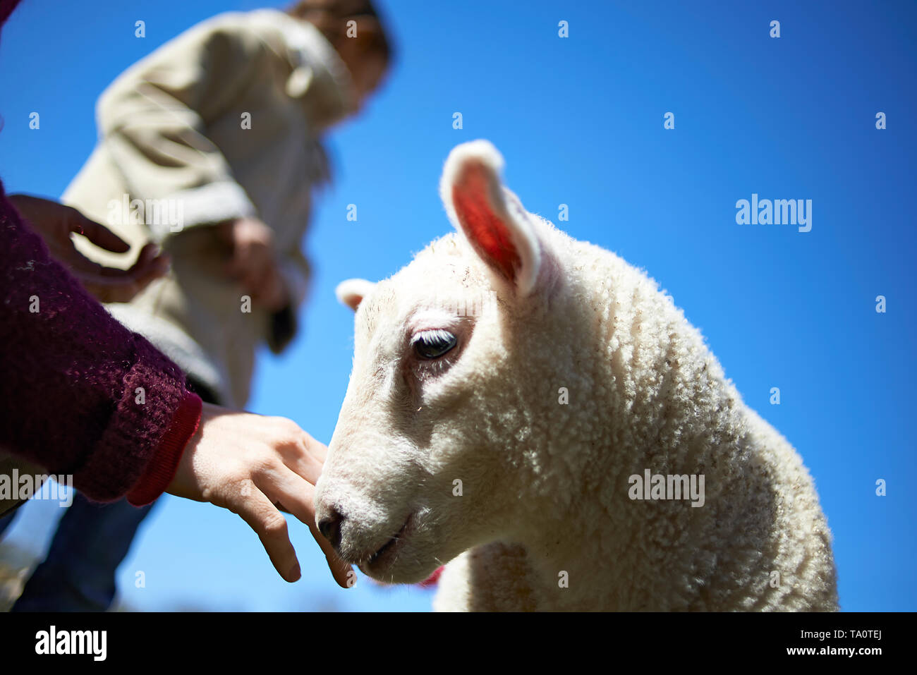 Children playing with and feeding new born lamb on an animal farm in ...