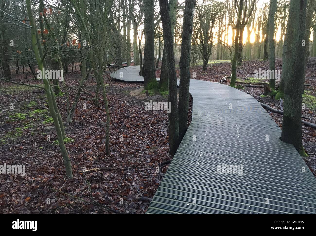 Tree in dutch forest landscape in the winter Stock Photo - Alamy