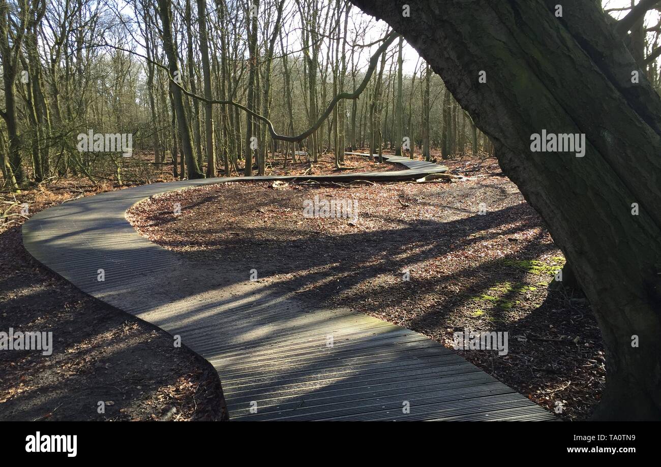 Tree in dutch forest landscape in the winter Stock Photo - Alamy