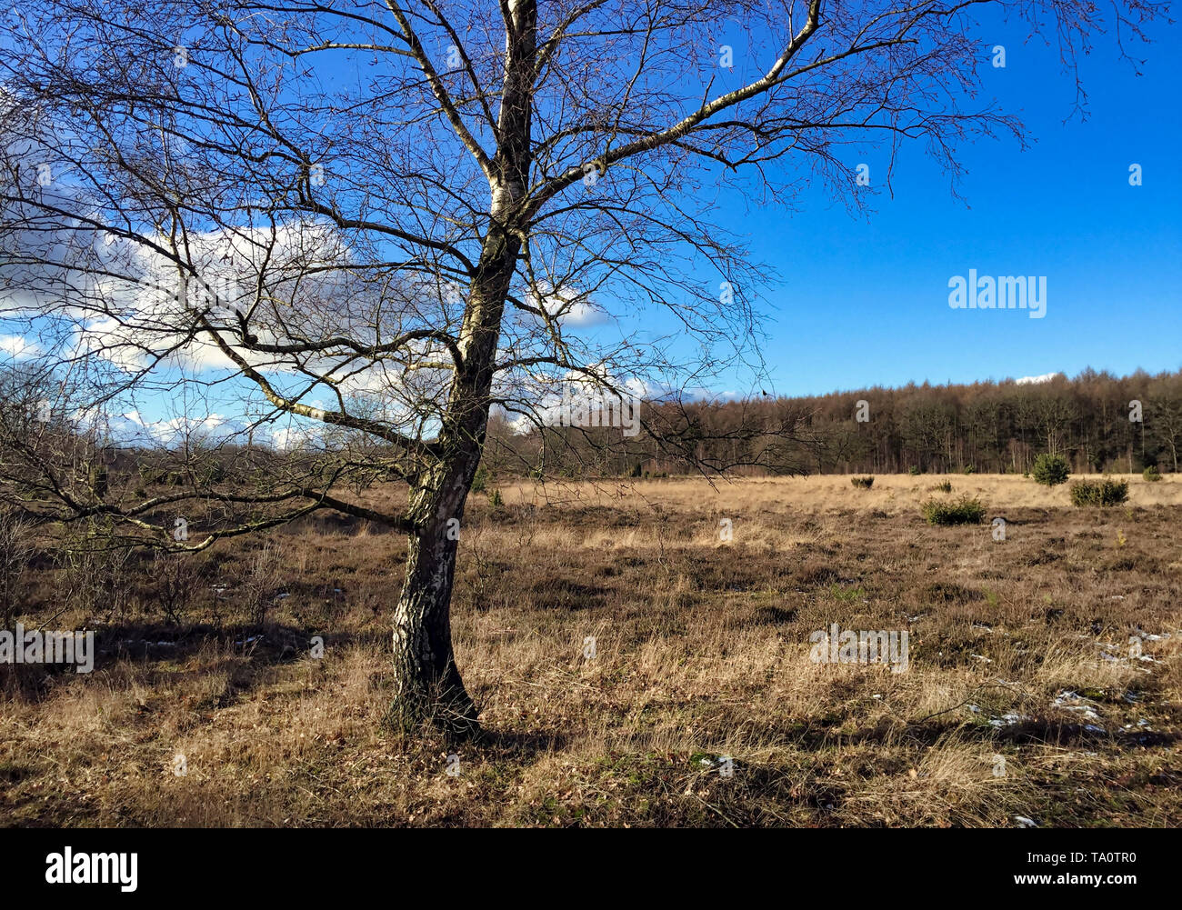 Tree in dutch forest landscape in the winter Stock Photo - Alamy