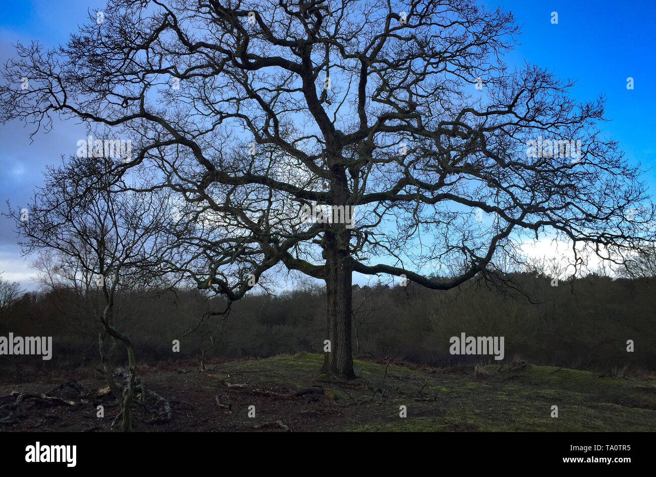Tree in dutch forest hi-res stock photography and images - Alamy