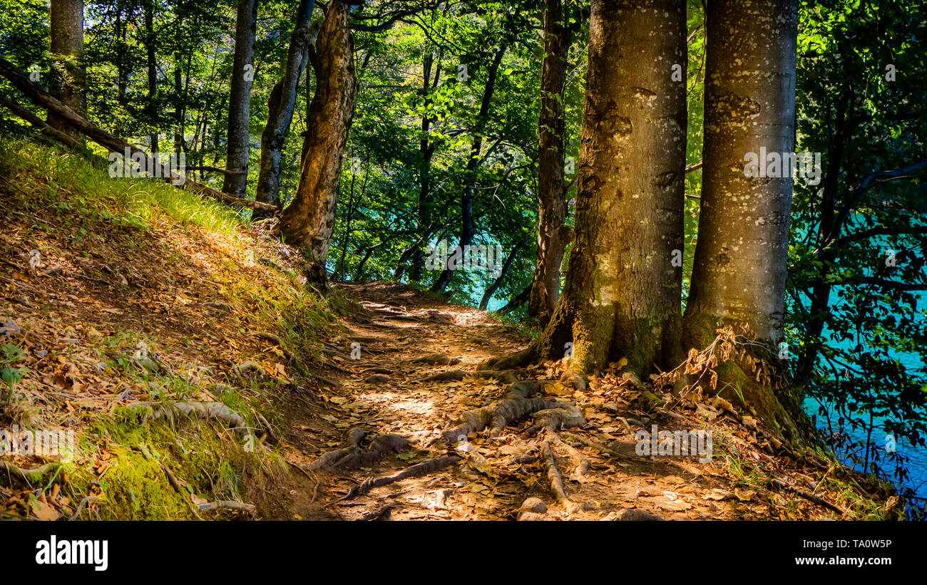 Hiking Walking Trail Trees Path High Resolution Stock Photography and ...