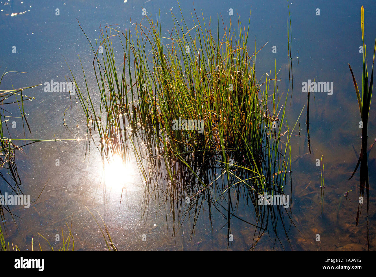 Reed in a lake hi-res stock photography and images - Alamy