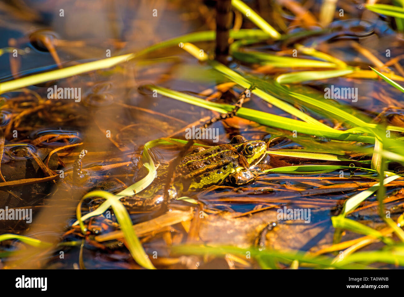 Common european frog hi-res stock photography and images - Alamy