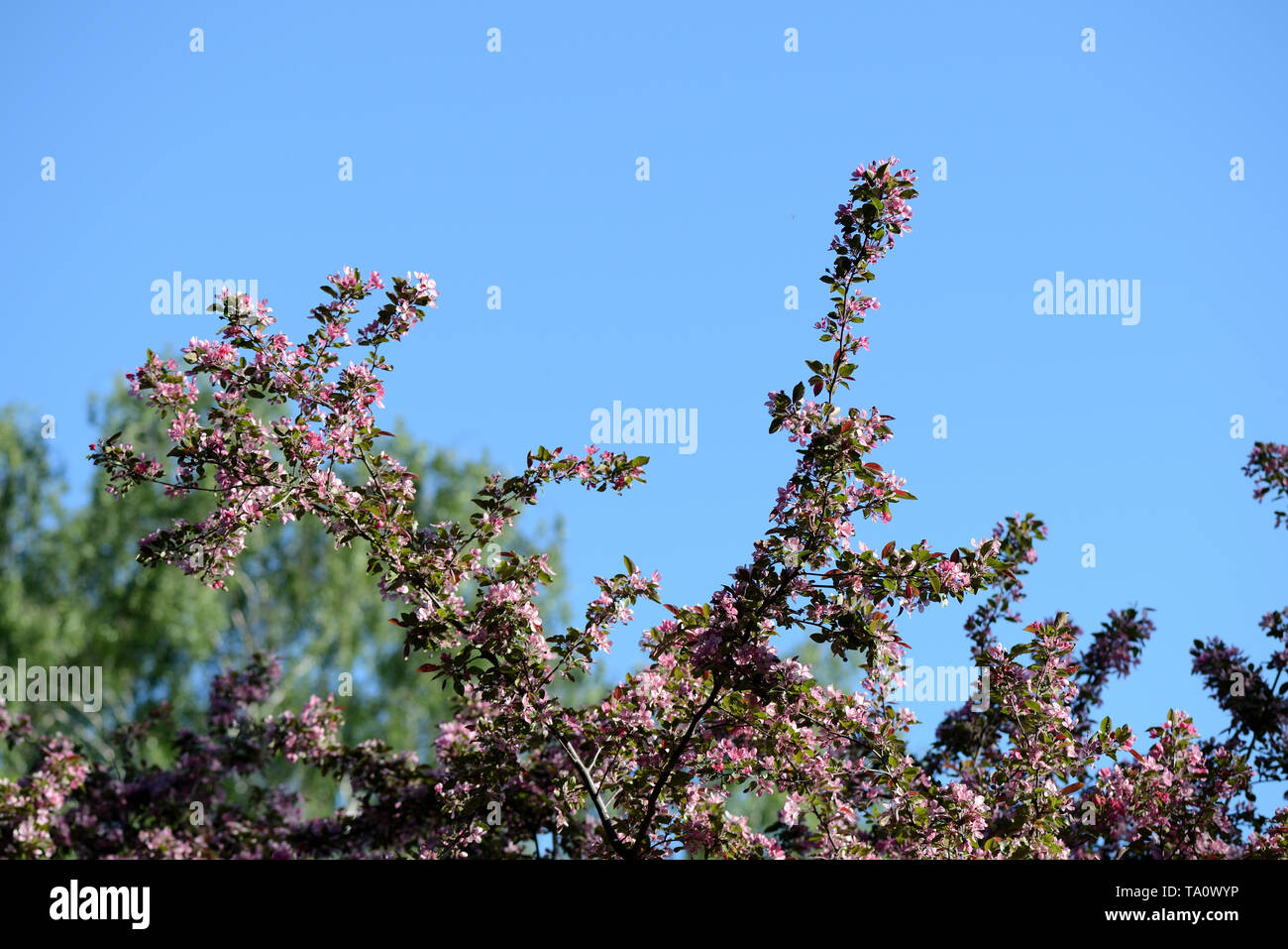 Beautiful flowering apple trees in spring garden Stock Photo - Alamy