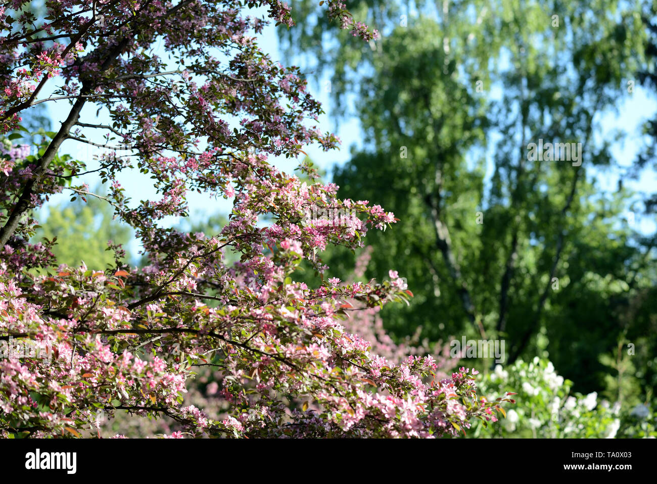 Beautiful flowering apple trees in spring garden Stock Photo - Alamy