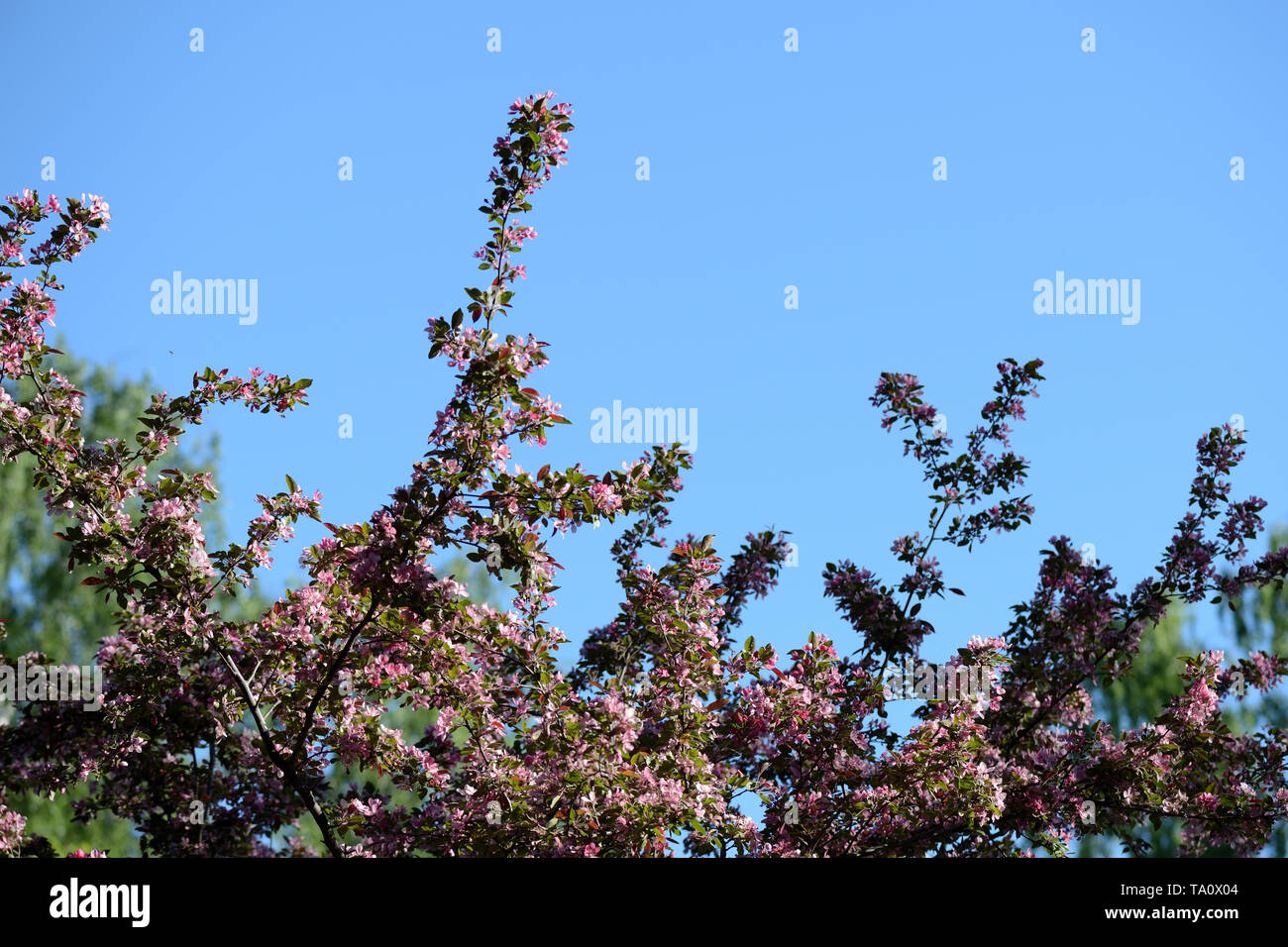 Beautiful flowering apple trees in spring garden Stock Photo - Alamy