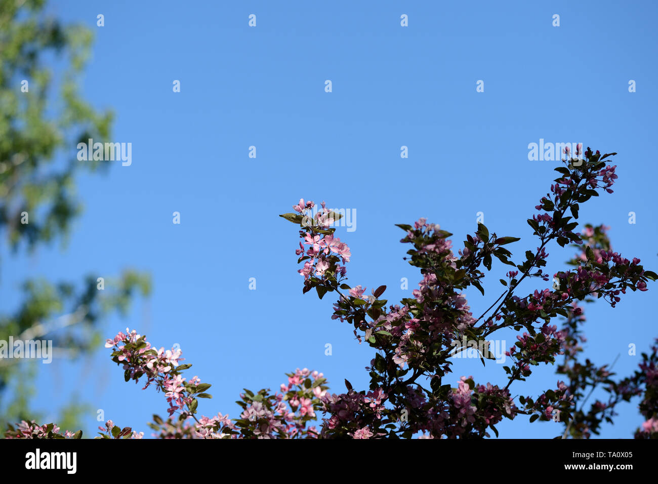 Beautiful flowering apple trees in spring garden Stock Photo - Alamy