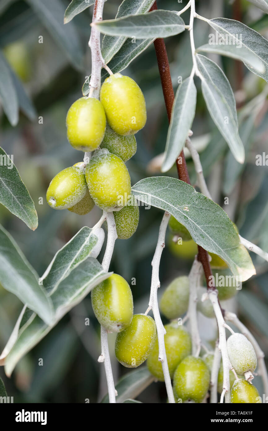 Silverberry tree hi-res stock photography and images - Alamy