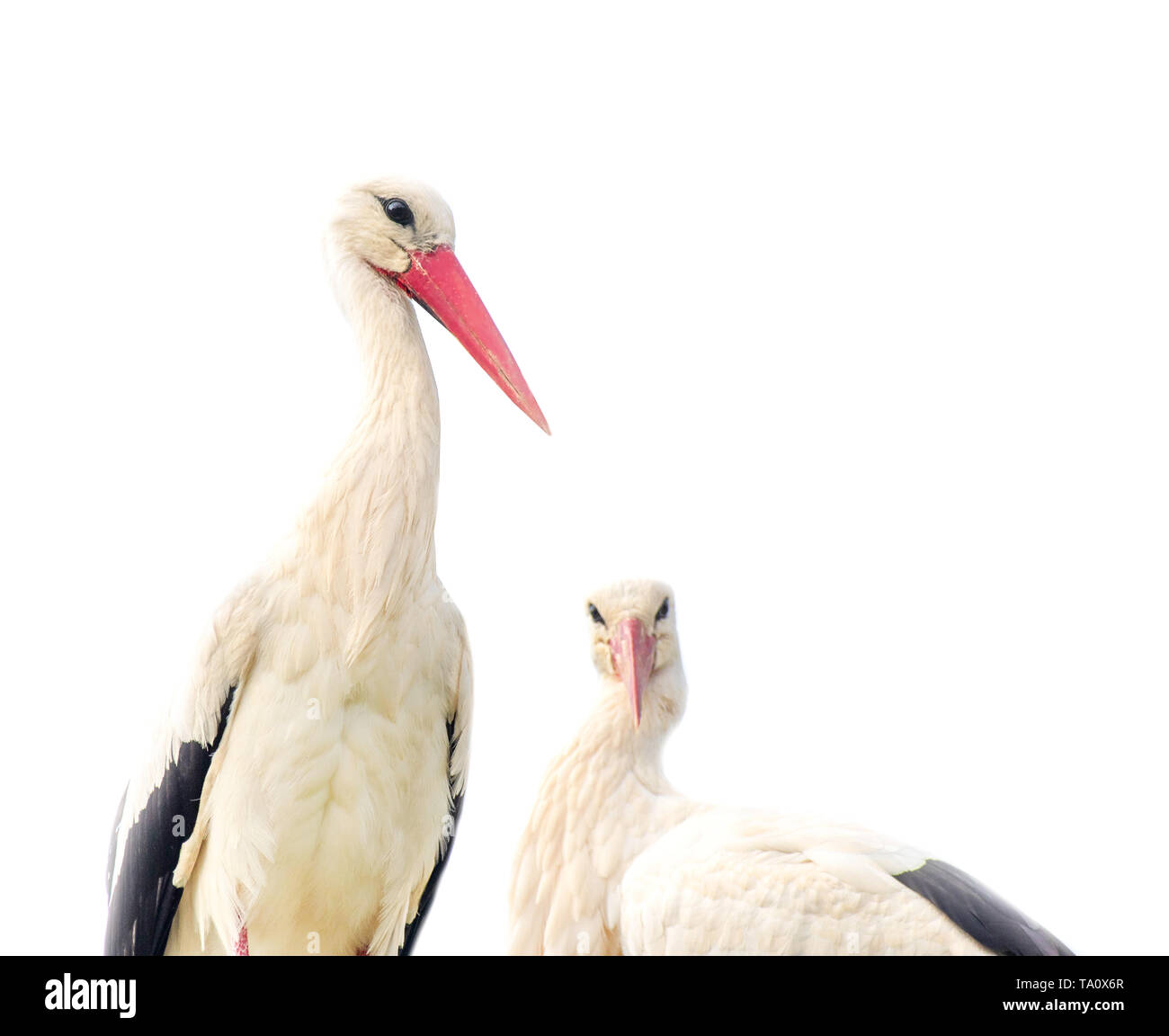 white stork family isolated on white Stock Photo - Alamy