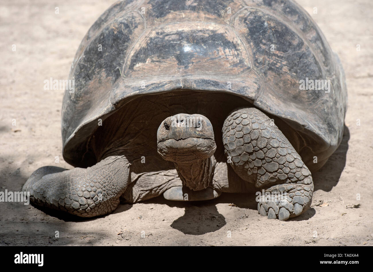 Galapagos tortoise, Chelonoidis nigra, Isabela Island, Galapagos ...